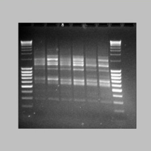 Simple DNA Extraction for Phytoplankton Using Chelex 100