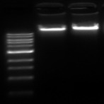 Skeletonema DNA extraction by Plant DNAzol