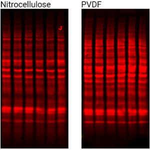 REVERT™ Total Protein Stain Normalization Protocol