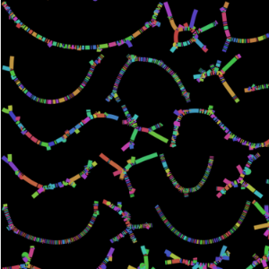 De novo transcriptome assembly workflow