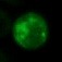 Electroporation of Fluorescein into the coral symbiotic dinoflagellate ...