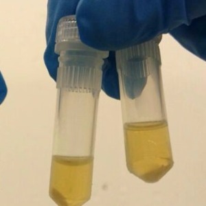 Preparing crude cell extracts for cell free Tx-Tl reactions