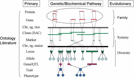 Gramene: a growing plant comparative genomics resource.