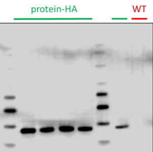 HA tag enables highly efficient detection of heterologous proteins in ...