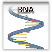 Preparation of Custom Synthesized RNA Transcript Standard