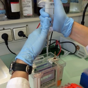 Nuclear Run On Transcription Assay
