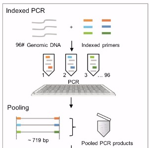 HIFI-Barcode SOP – Assembling COI barcodes using high-throughput sequencing