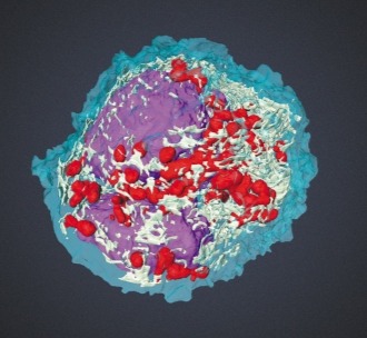 The Human Cell Atlas: from vision to reality