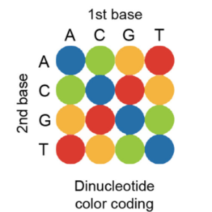 Fluorescent in situ sequencing (FISSEQ) of RNA for gene expression ...