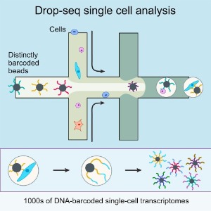 Drop-Seq Laboratory Protocol