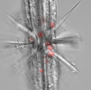 Single-cell RNA extraction and cDNA library preparation from ...