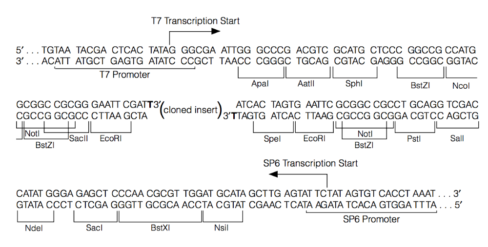 PCR Cloning with Blue/White Selection--CHEM 584