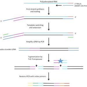 Preparation of Single-Cell RNA-Seq Libraries for Next Generation Sequencing