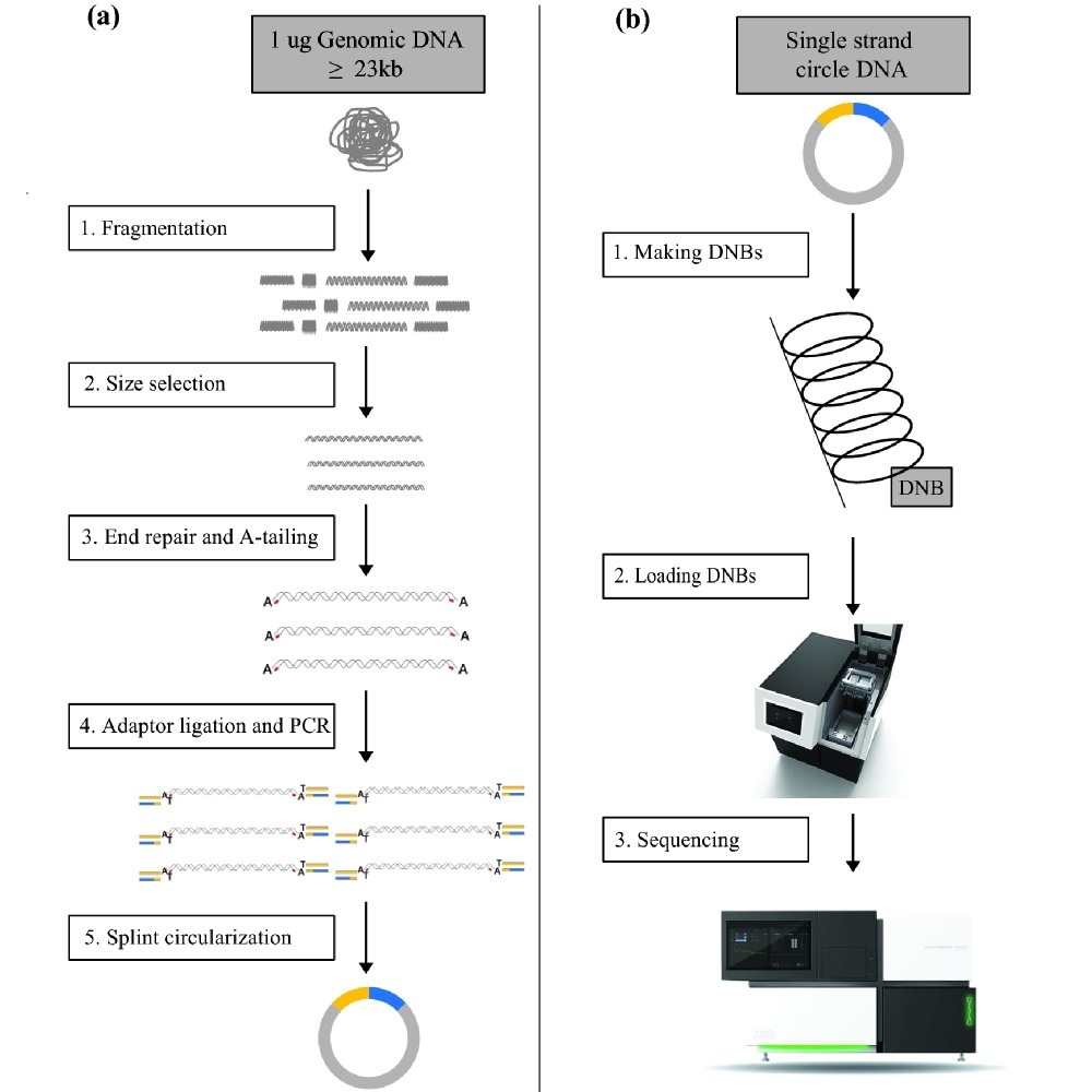 BGISEQ-500 （DNBSEQ-G50）WGS library construction