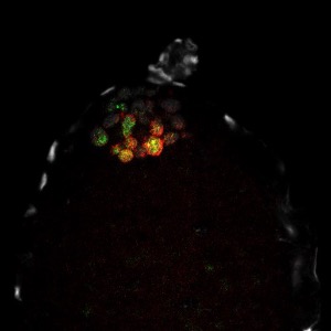 Whole mount DNA fluorescence in situ hybridisation (DNA-FISH) on ...