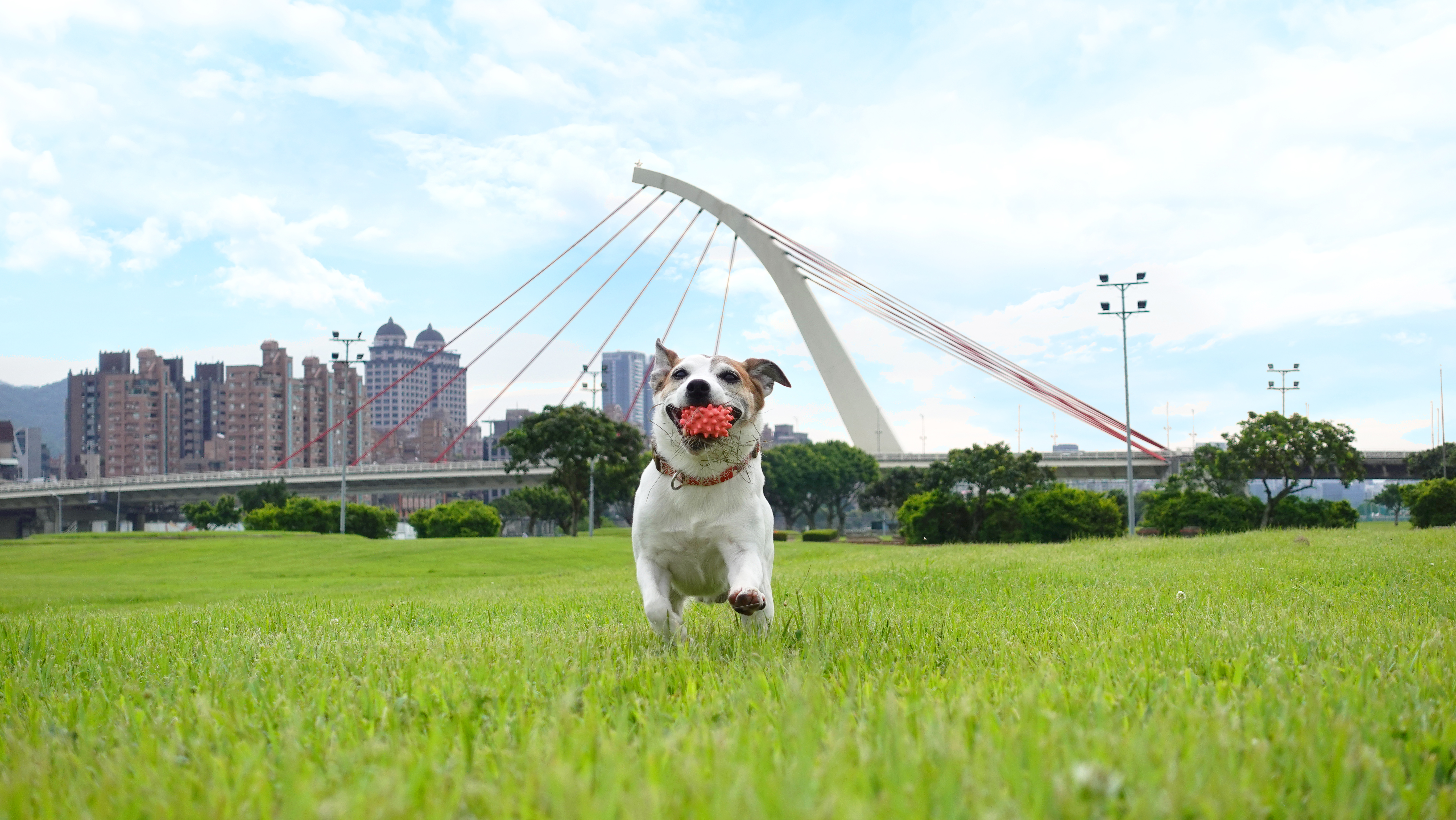 Real-time-Tracking-Dog