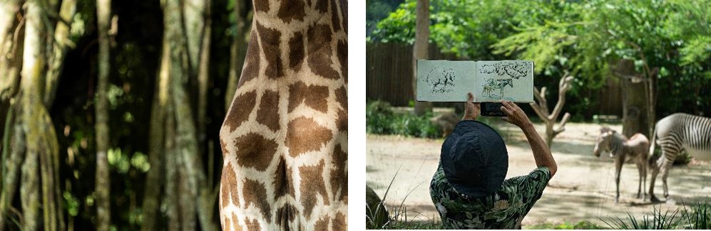 image 1 left giraffes abstract 2 darren soh captures how a giraffe s coat is patterned for ...