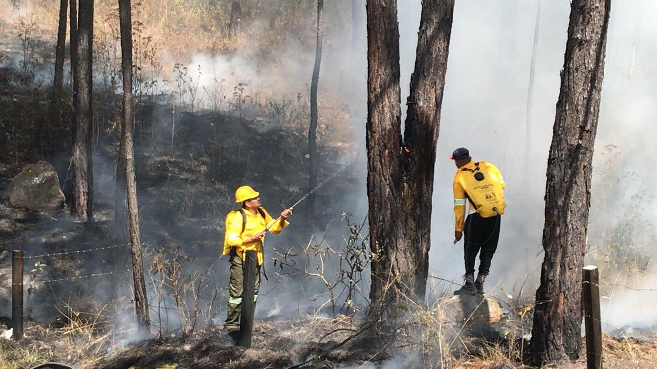 Incendios Consumen Más De 2 500 Hectáreas De Bosque En Honduras