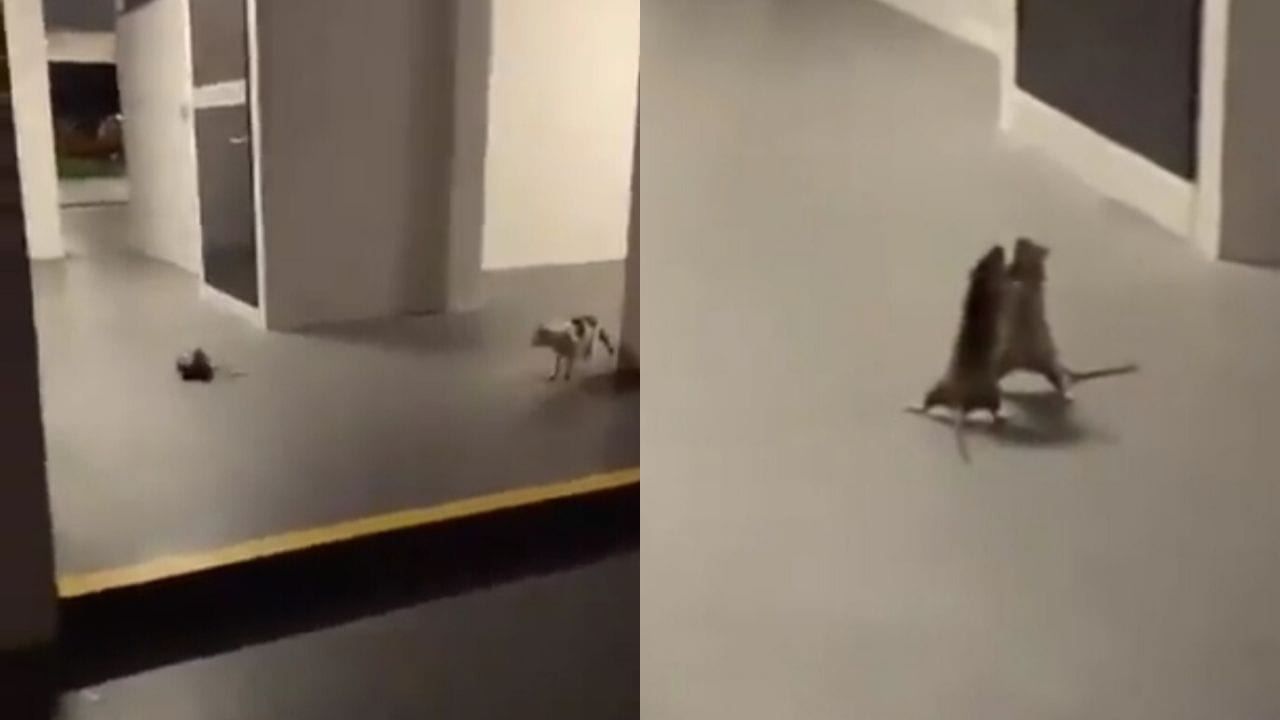 La “violenta” pelea de dos ratas frente a un gato que no se molesta ...