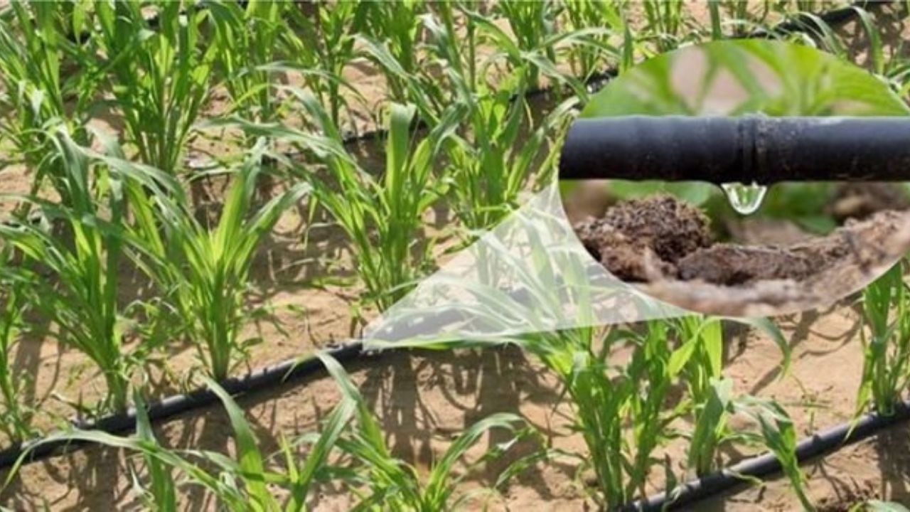 El sector azucarero de Honduras hace buen uso del agua