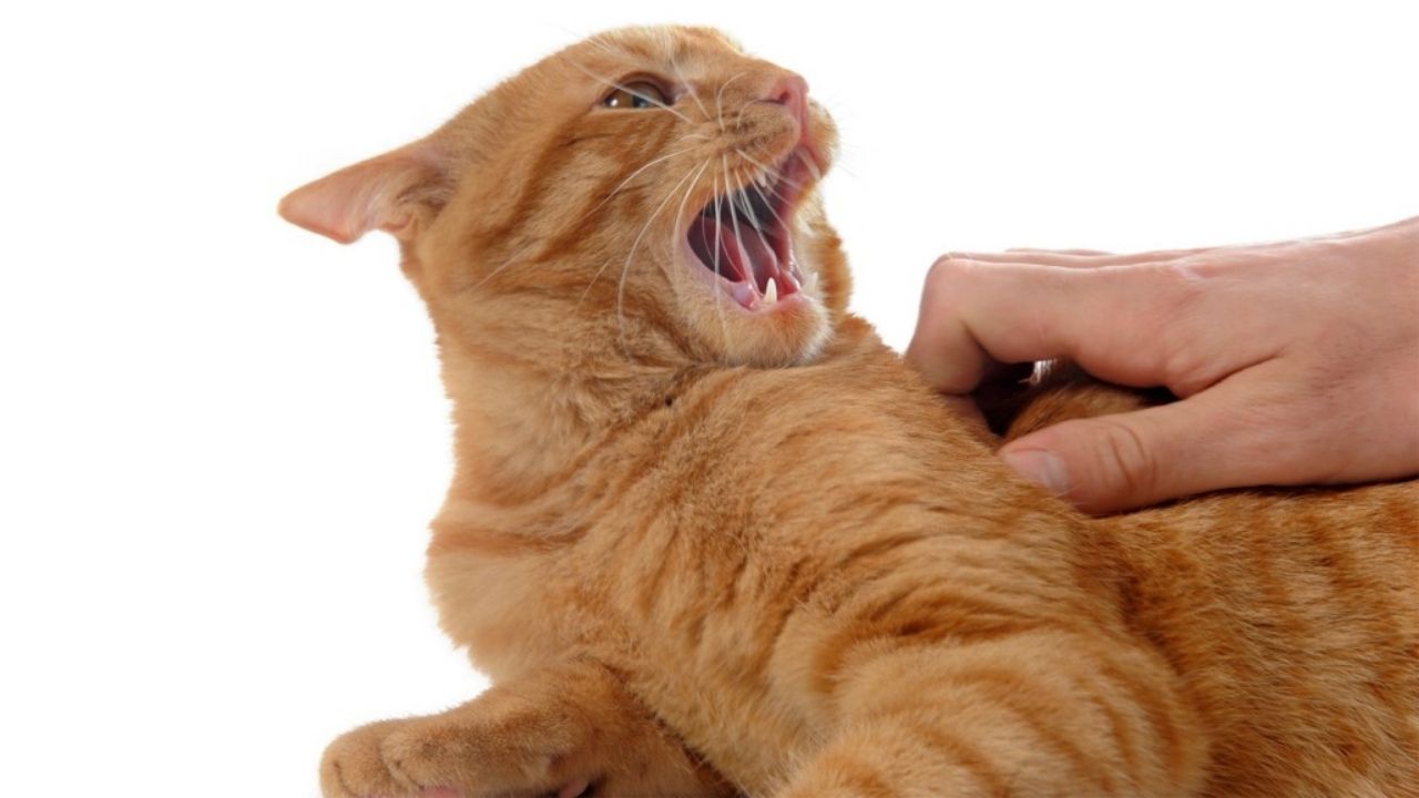 Joven Murió De Rabia Luego De Ser Mordida Por Su Gato Conozca Los