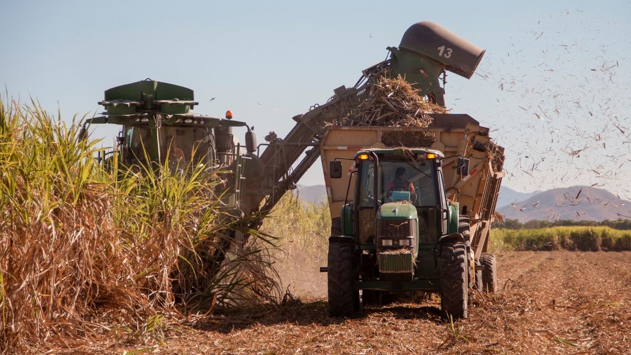 Inician zafra azucarera pese al impacto de tormentas tropicales | HRN
