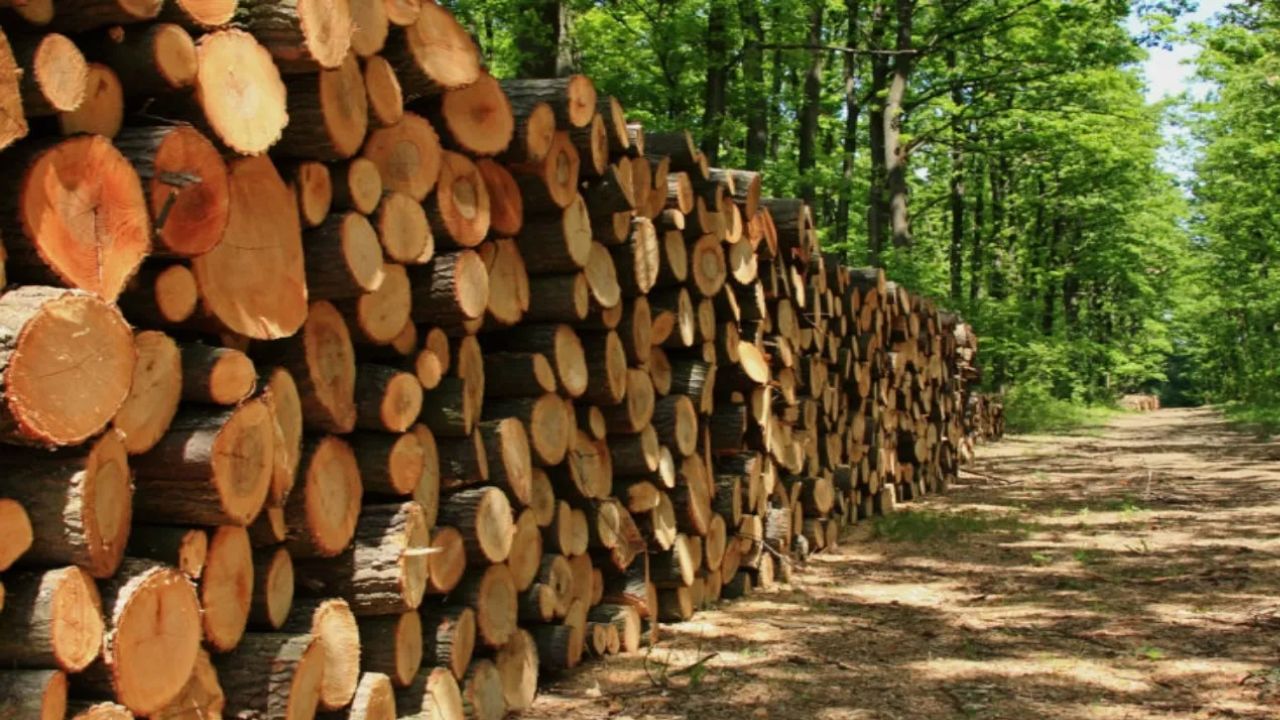 Honduras y UE realizan un acuerdo forestal para combatir tala ilegal de ...