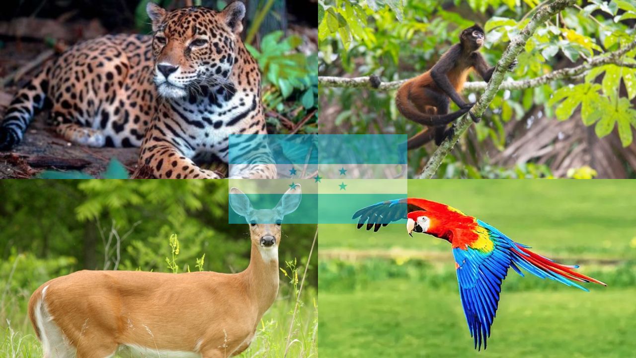 Honduras tiene 448 especies en amenaza de extinción | HRN