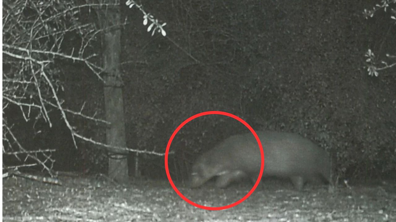 Captan a misterioso animal que aparece por las noches detrás de un ...