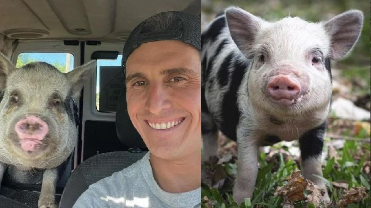 'La chancha pasó a otro plano', cerdita fue dada en adopción y nuevo ...