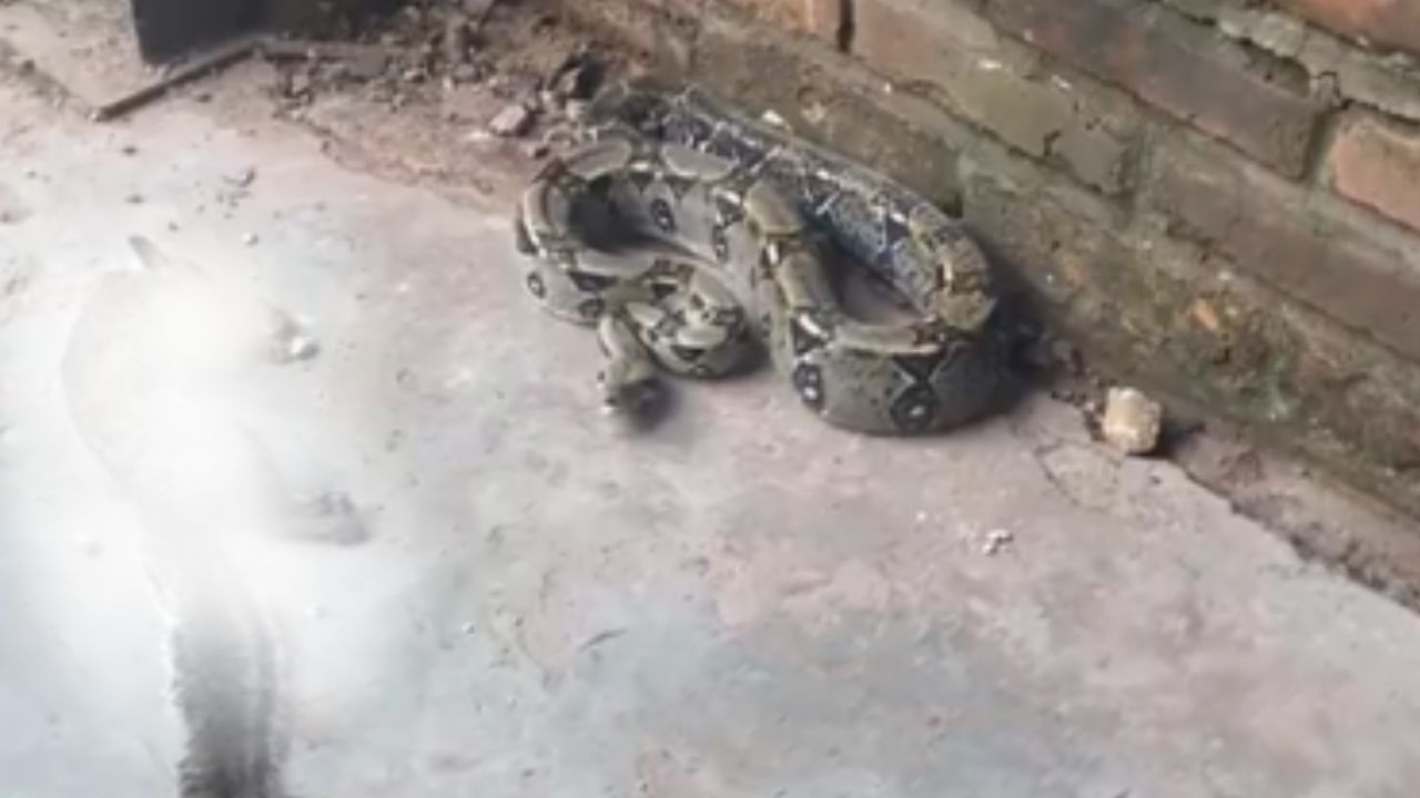 Captan enorme serpiente que le quitó la vida a una ardilla en un ...