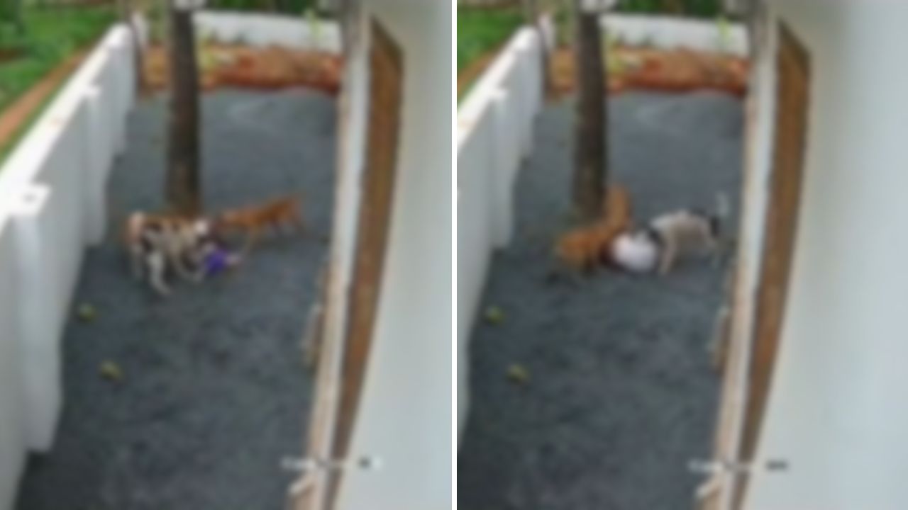 Imágenes sensibles: Tres perros atacan brutalmente a una niña | HRN