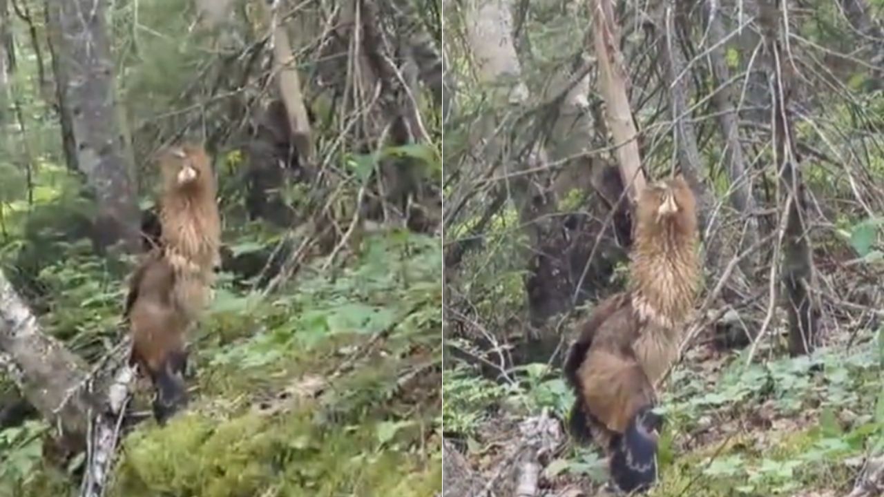 VIDEO: Captan misterioso animal que se creía 'extinto' | HRN