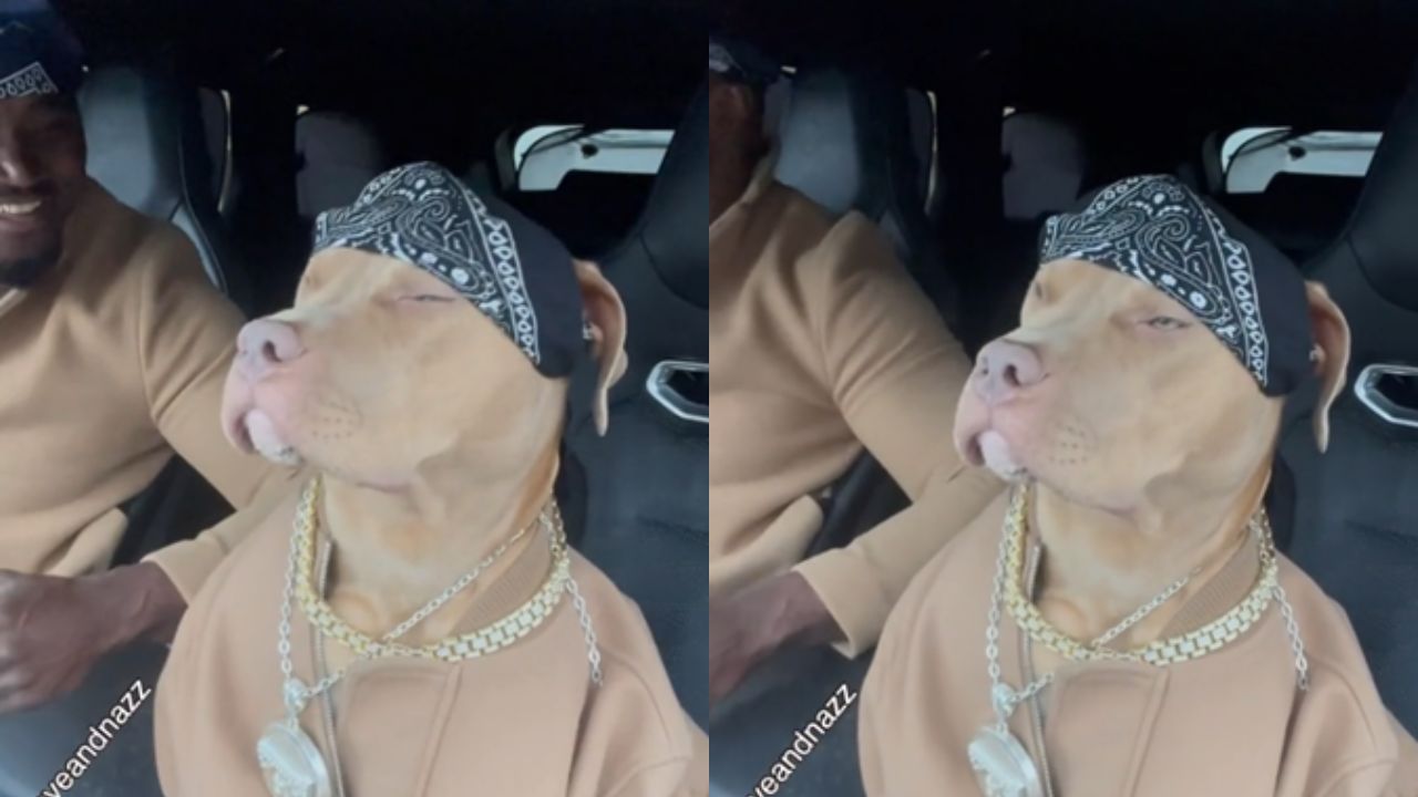 ¿Y ese flow? Perrito 'rapero' enamora TikTok con su curioso estilo y ...