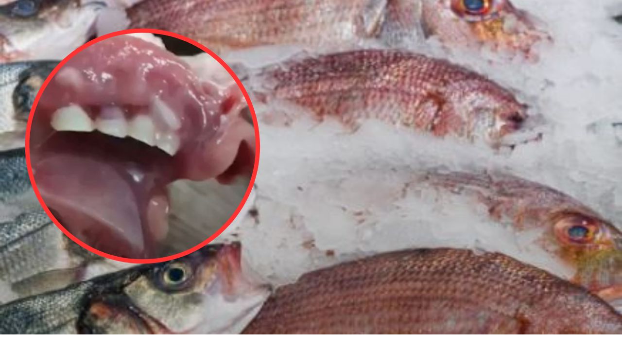 Imagen: Aparece pescado con dientes humanos; mujer lo compró para comer ...