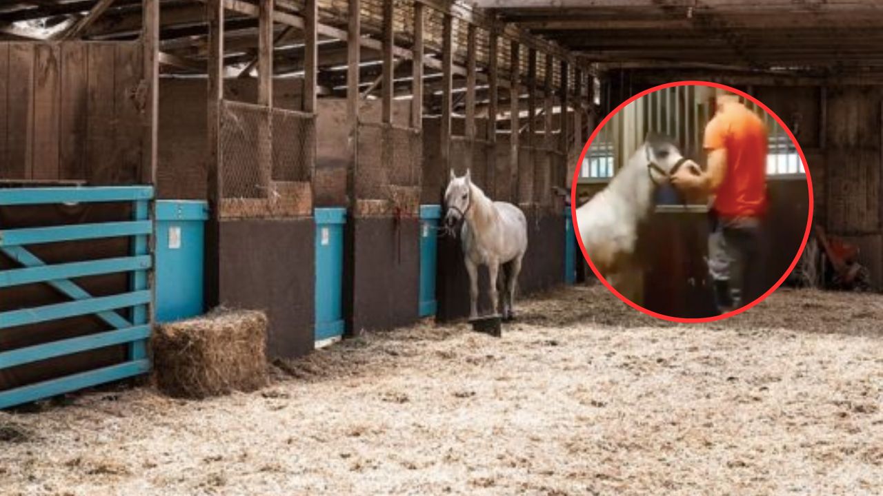 Horse video Twitter, ¿de qué trata la grabación y por qué se le ...