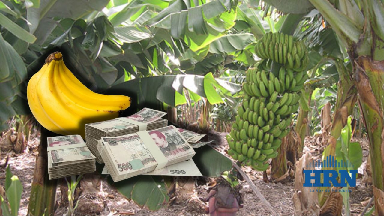 L 1,000 millones se requieren para potenciar producción de banano en ...