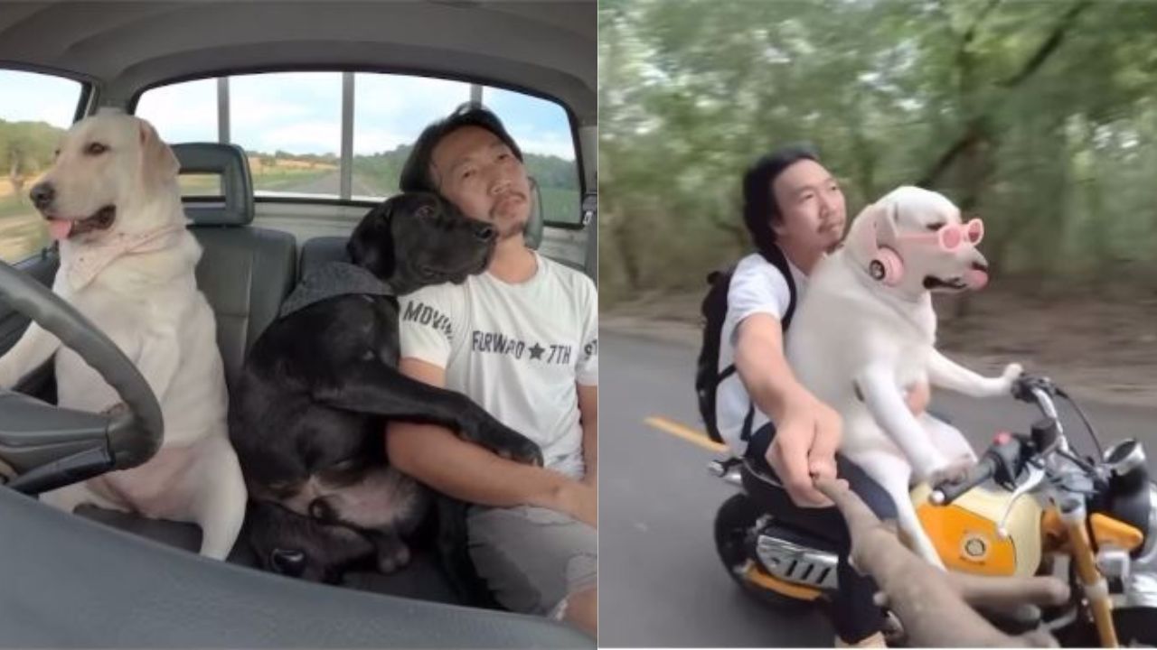 Video de un perro manejando auto y moto causa furor en redes; su dueño ...