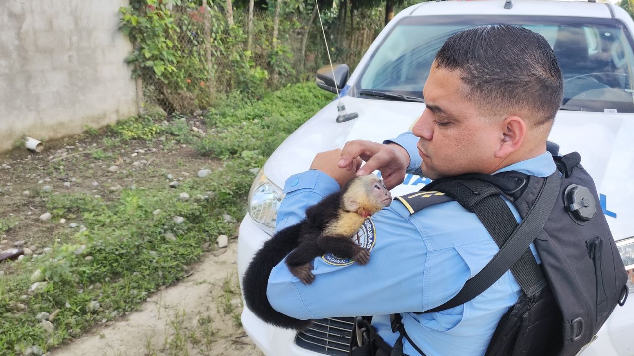 Rescatan a un mono cara blanca en La Ceiba; la especie está en peligro ...
