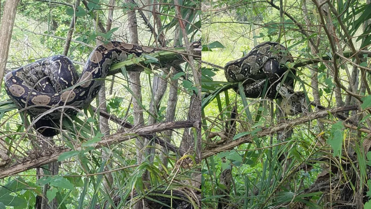 Escondida entre los árboles, hallan a una impresionante boa imperator ...