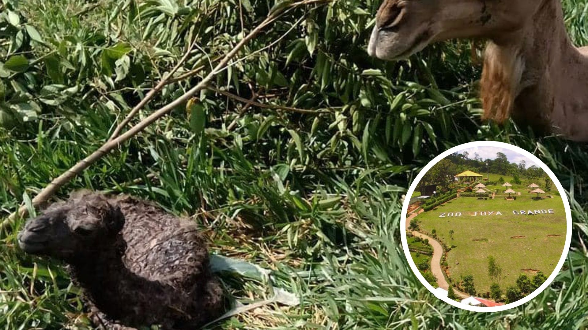 Un camello nace en el Zoológico de Joya Grande y se suma a los animales ...
