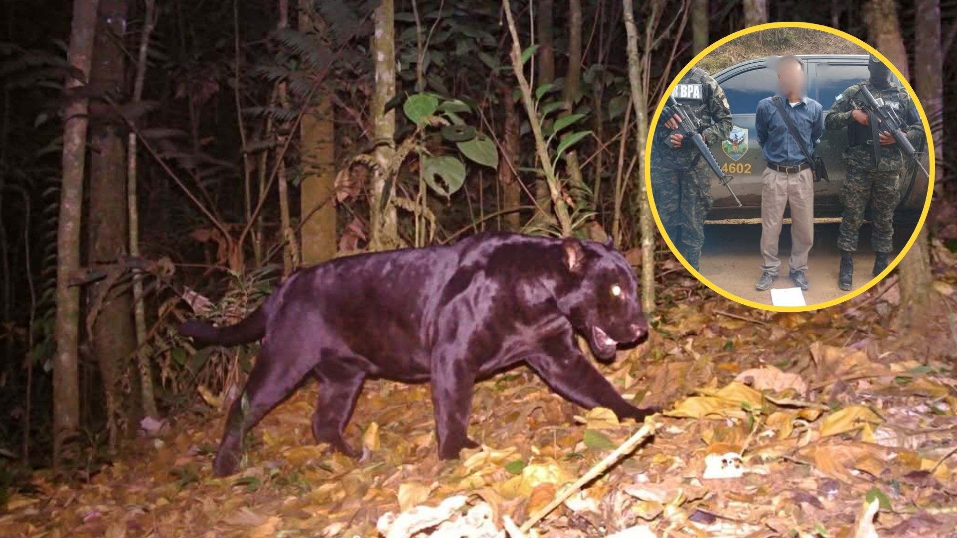 ¿Cómo fue captura de sospechoso de darle muerte a la primera pantera ...