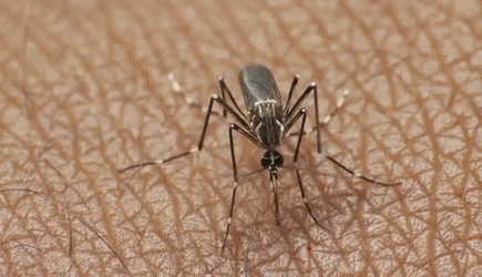 Dengue en Honduras: en casi una década la enfermedad se ha cobrado la ...