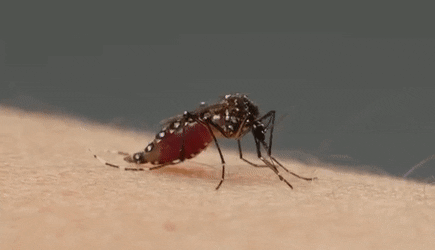 Dengue en Honduras: en casi una década la enfermedad se ha cobrado la ...