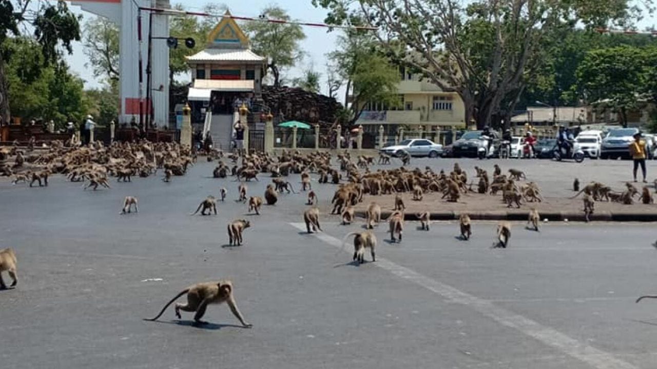 Vídeo: miles de animales se apoderan de las calles gracias a la ...