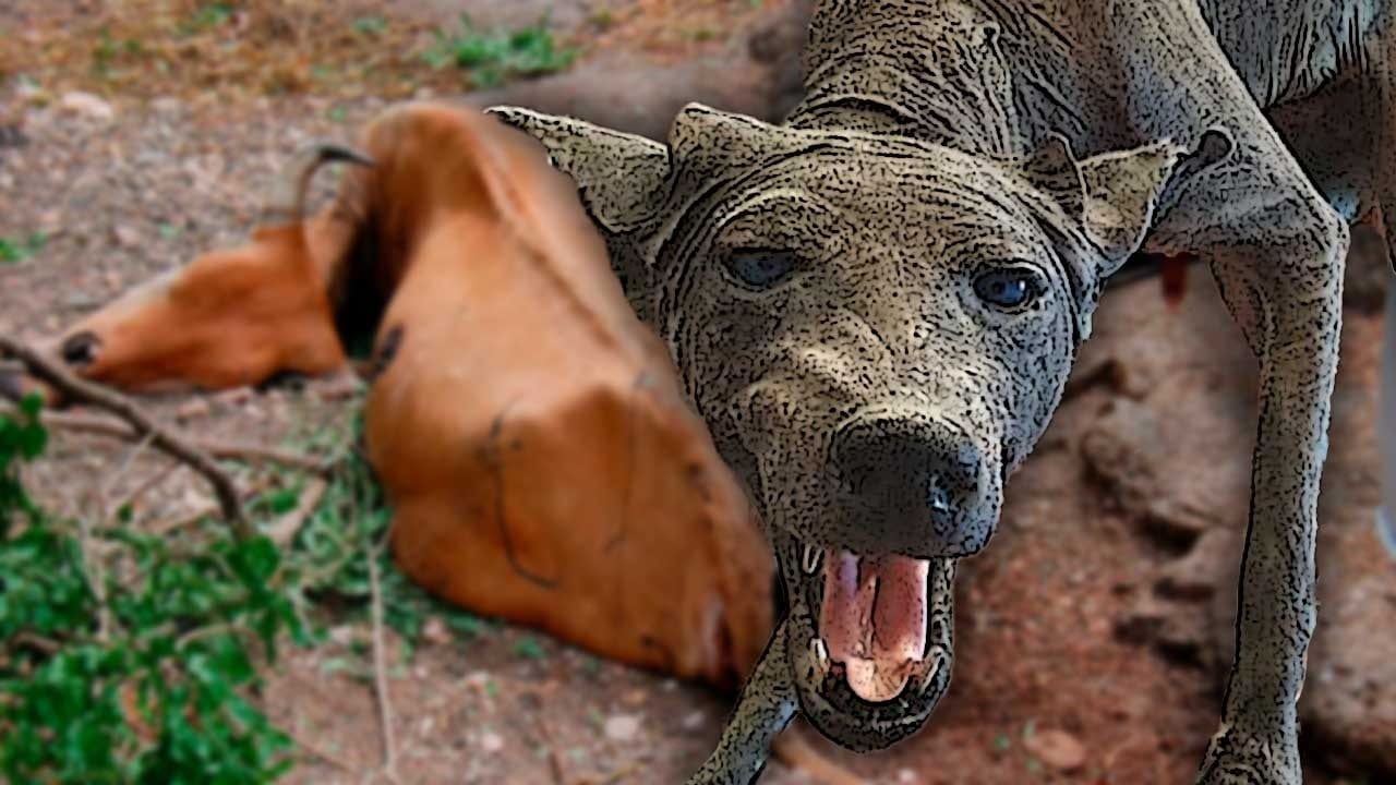 ¿Reaparece el chupacabras en Olancho? Ganaderos alarmados por aparición ...