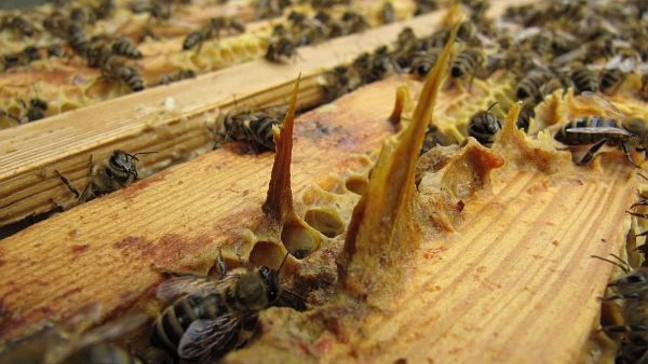 Qué es el propóleo, el tratamiento que sugiere la UNAM para tratar el covid