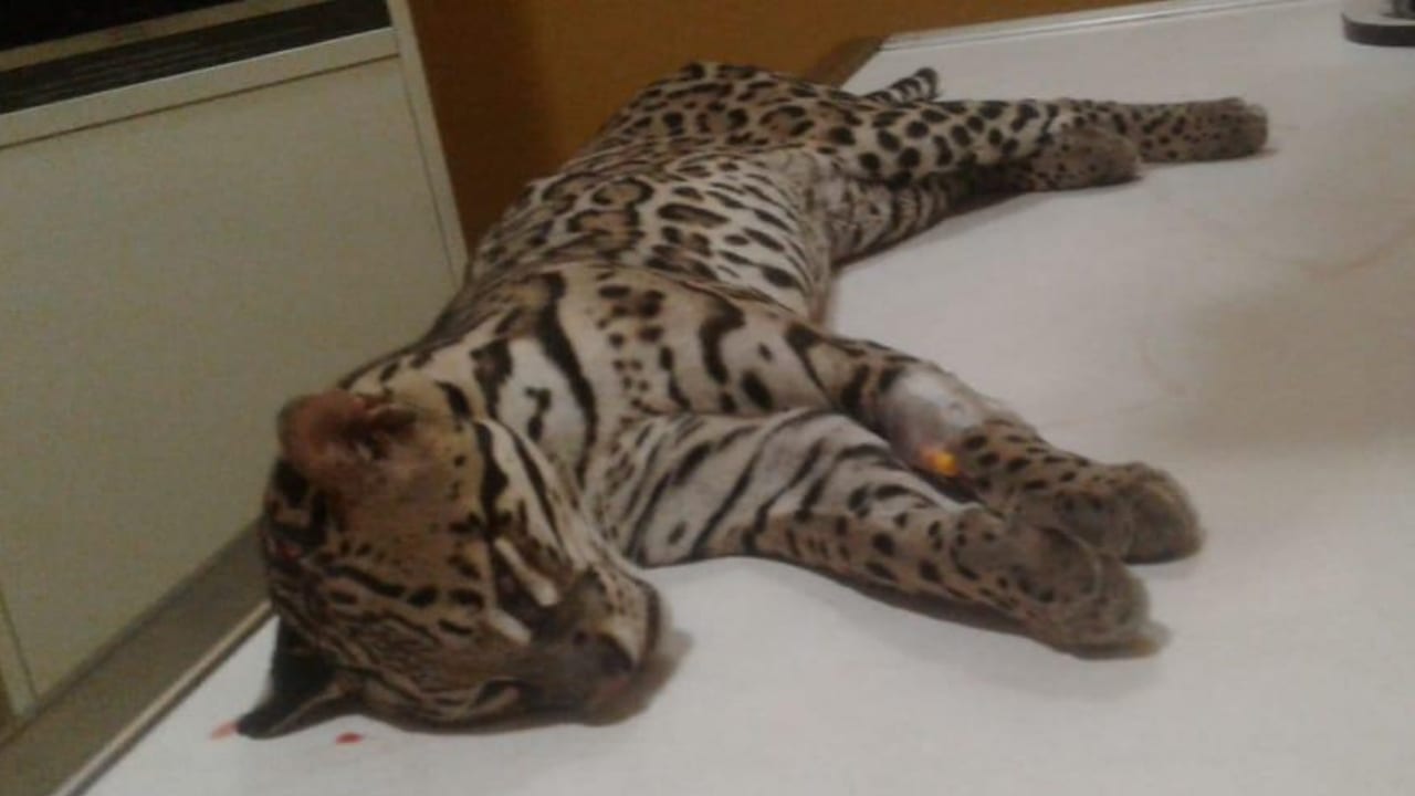Rescatan a un tigrillo herido en montaña de Mico Quemado, al norte de ...