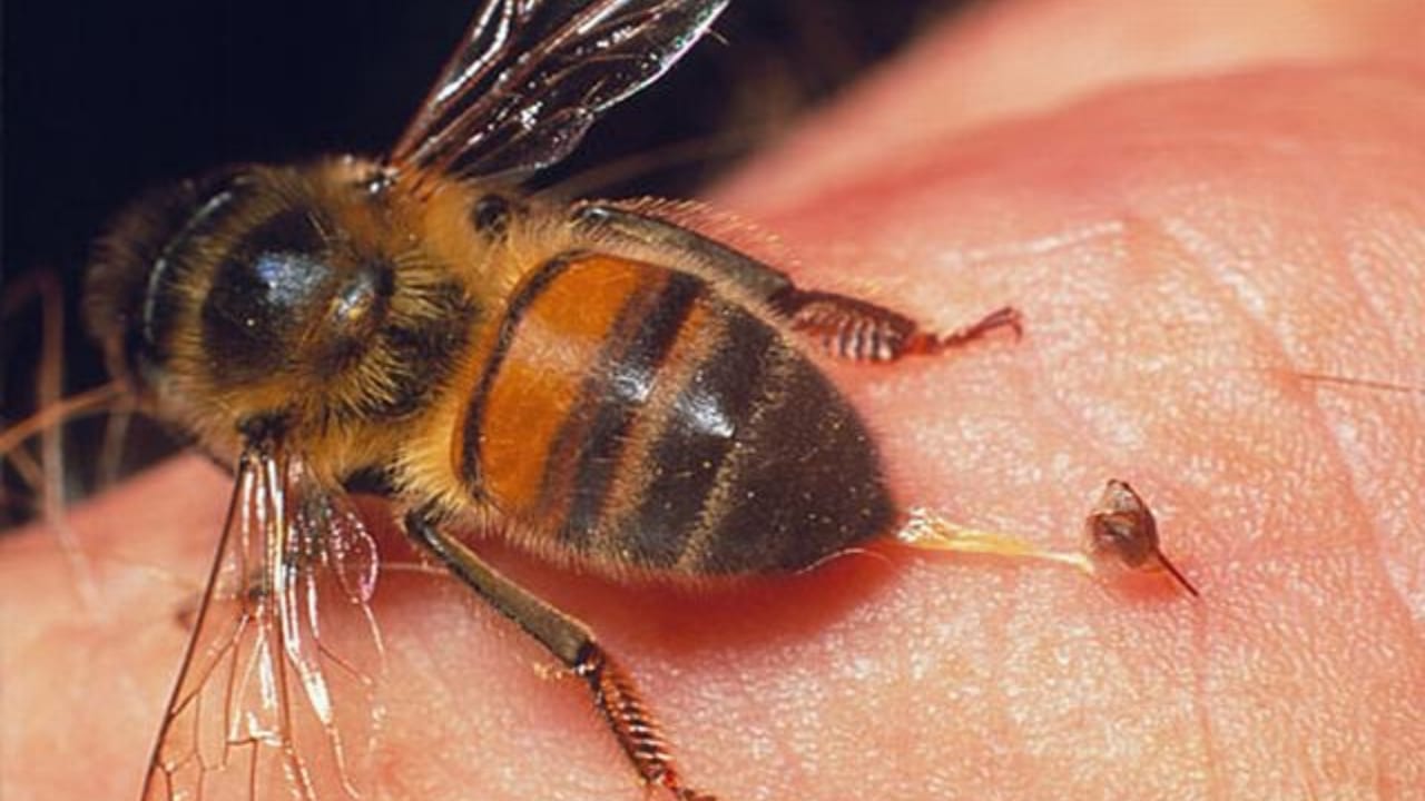 Veneno de abeja es 'extremadamente potente' para matar células del ...