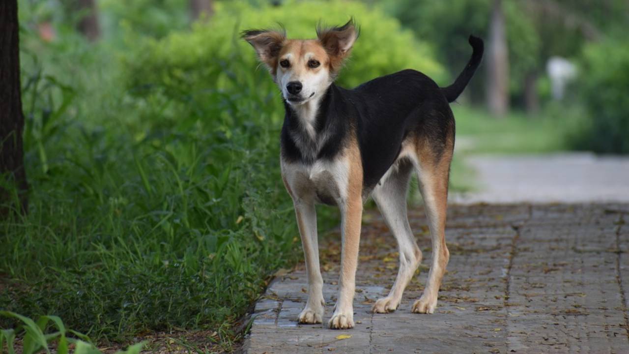 ¿Cuál es el verdadero origen del nombre 'Firulais' con que llaman a los ...